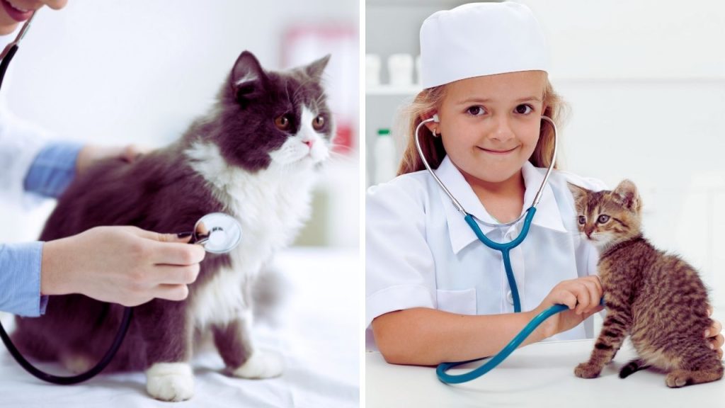 22 how big is a cat’s heart Full Guide